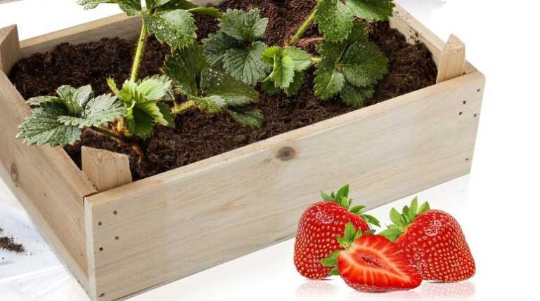 Cultivo De Fresas: Una Guía Completa Para Todos Los Espacios